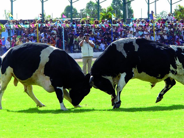SOUR DE MEDIA NOCHE: LAS PELEAS DE TOROS, una tradición de Arequipa