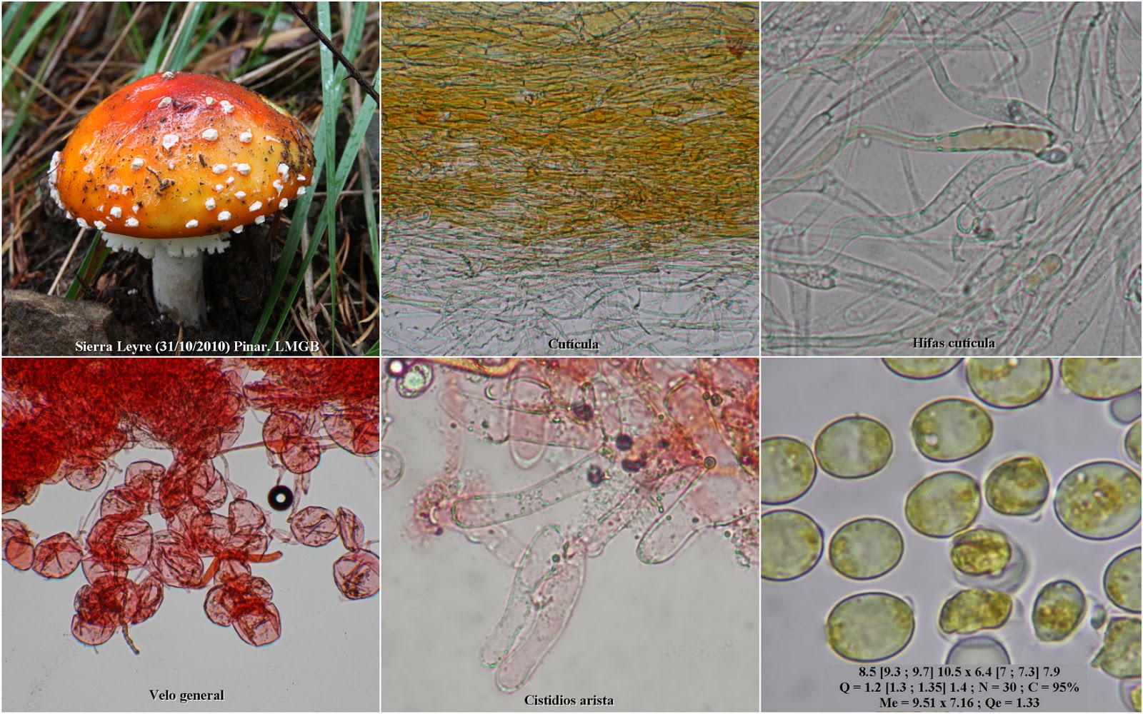 Guía de Setas y Hongos de Navarra.: Amanita muscaria var_muscaria (L.) Lam.