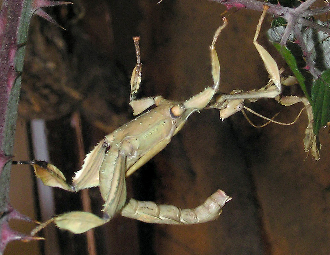 Amazing Stick Insect - Giant Stick Bug Facts, Photos, Information ...