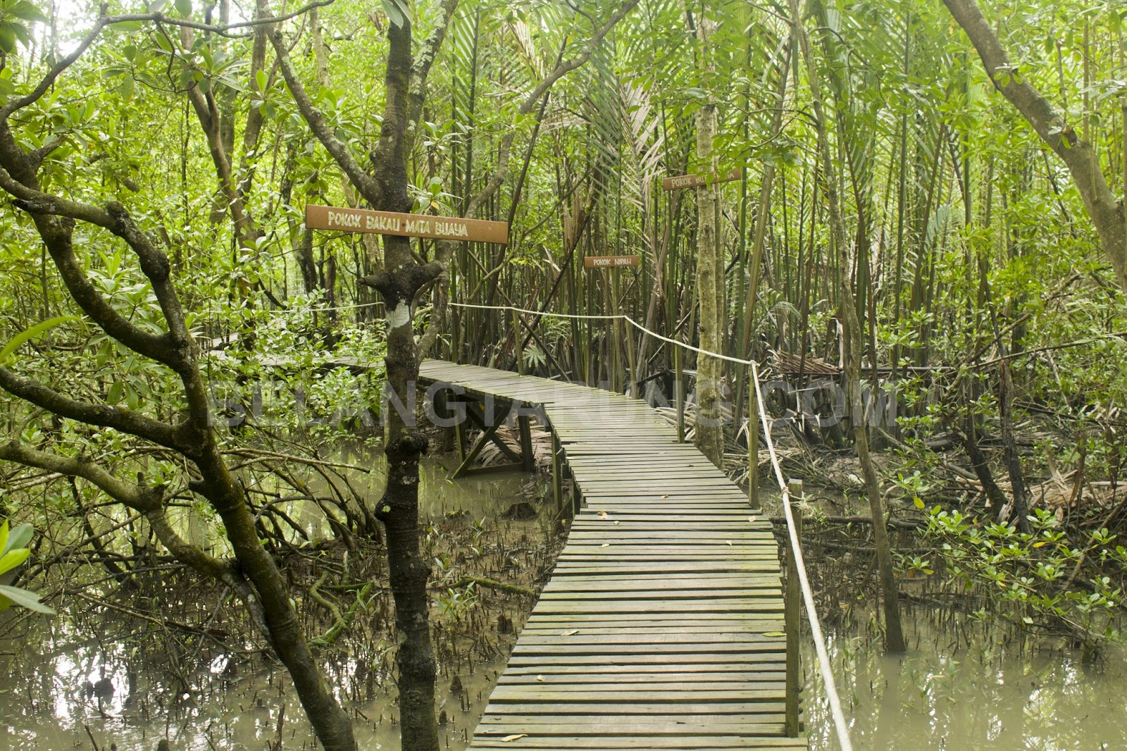 Pengalaman Aktiviti 'Trekking' di Taman Rekreasi Paya Bakau Sijangkang
