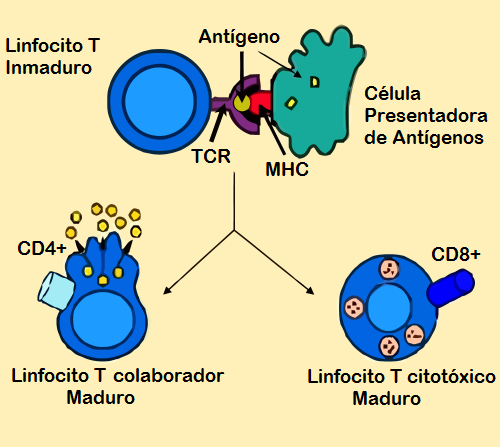 Inmunología 03: Grupo 4: Linfocitos T