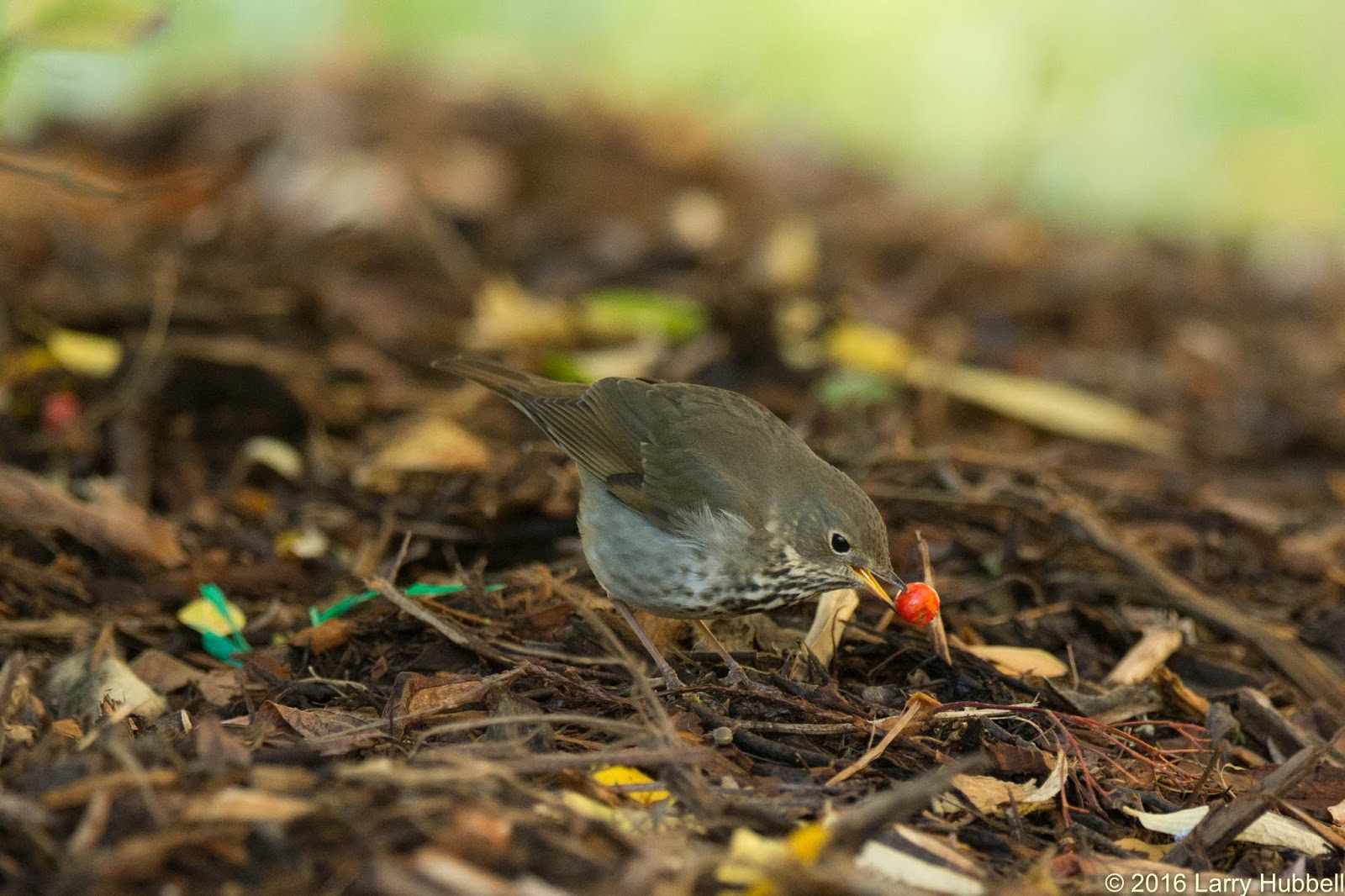 Union Bay Watch : A Little Brown Bird