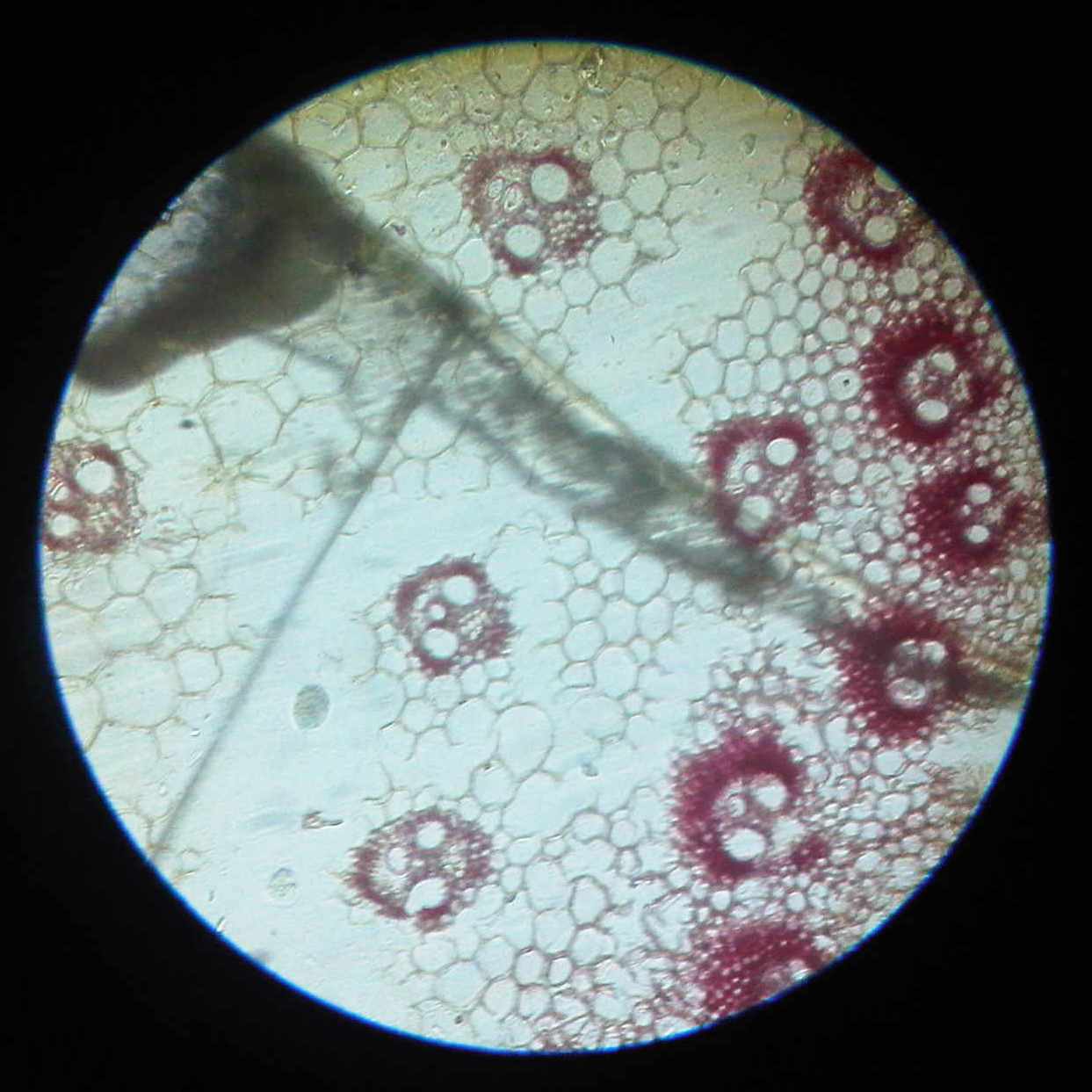 Ridwan Bima Arya's Blog: Preparat