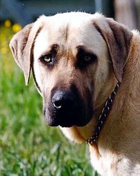 Four legged friends (and enemies): Douglas Spink linked to alleged ...