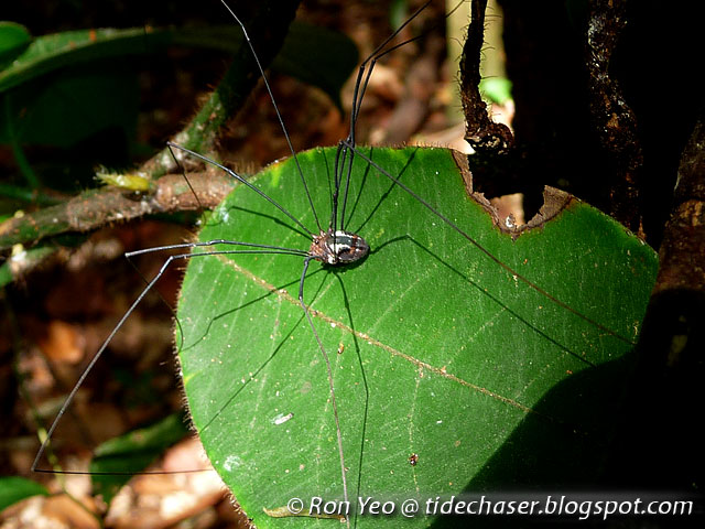 tHE tiDE cHAsER: Spiders, Scorpions & Other Arachnids (Phylum ...