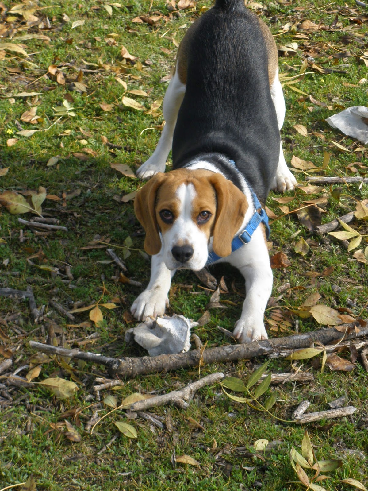 Adiestramiento Beagle
