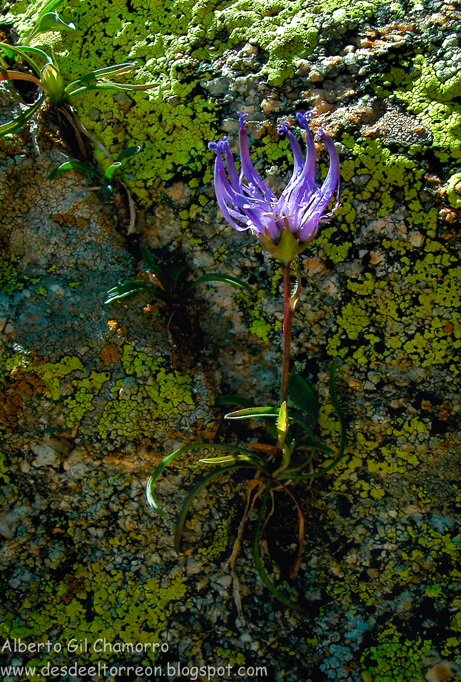 Desde El Torreón: LAS PARADAS DEL BOCATA: Phyteuma hemisphaericum.