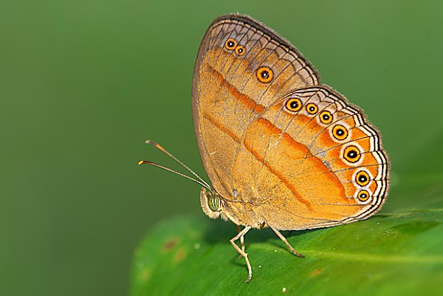 Beauty of Fauna and Flora in Nature: From Belukar Track To Lornie Trail ...