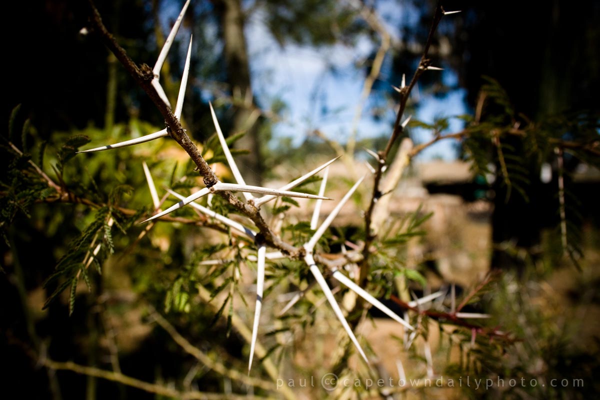 A Moment with a Thorn