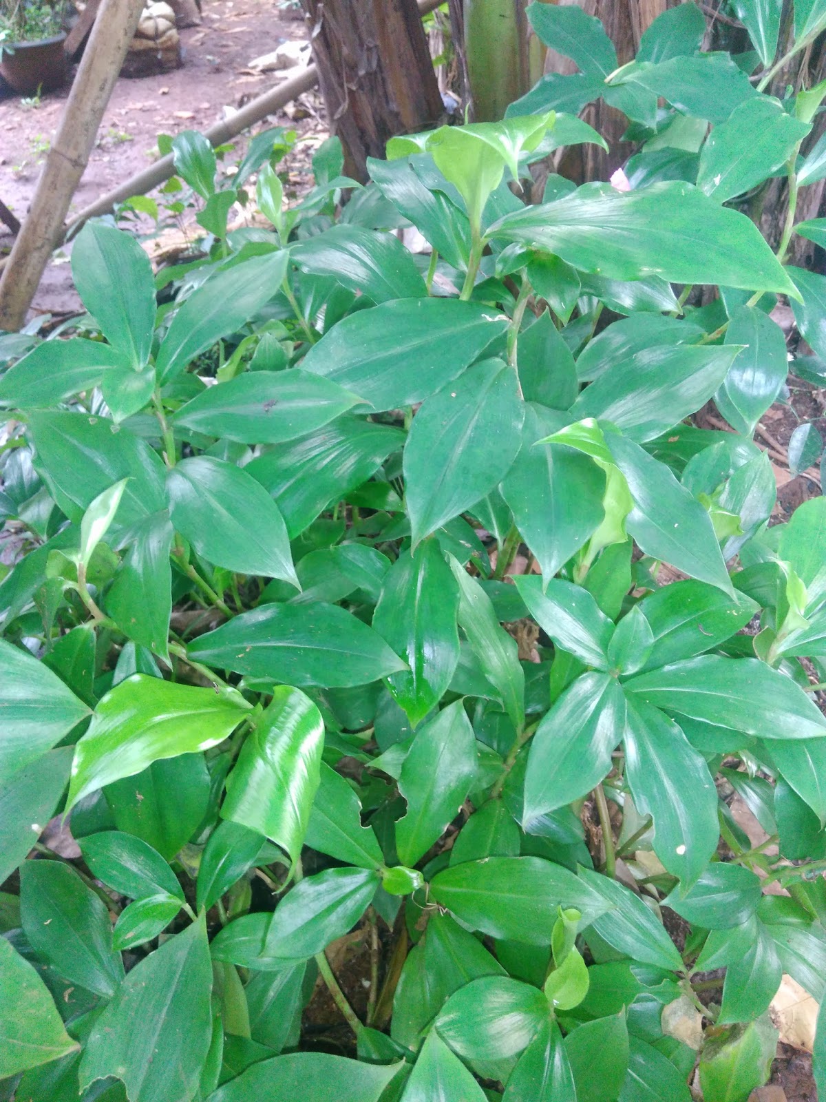 Jual Pohon Pacing | Pacing Pentul | Pacing Lokal | Tanaman Pelengkap ...