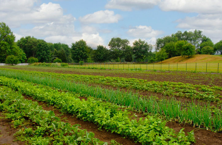 Progressive Charlestown: Despite challenges, RI farming is growing