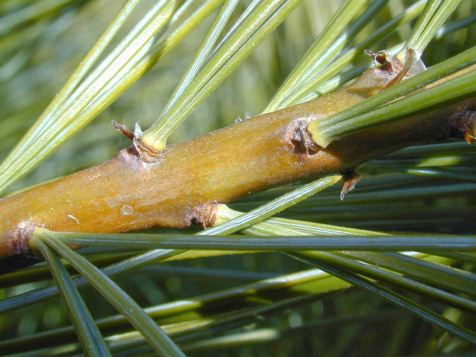 Trees of Santa Cruz County: Pinus strobus 'Nana' - Dwarf Eastern White Pine