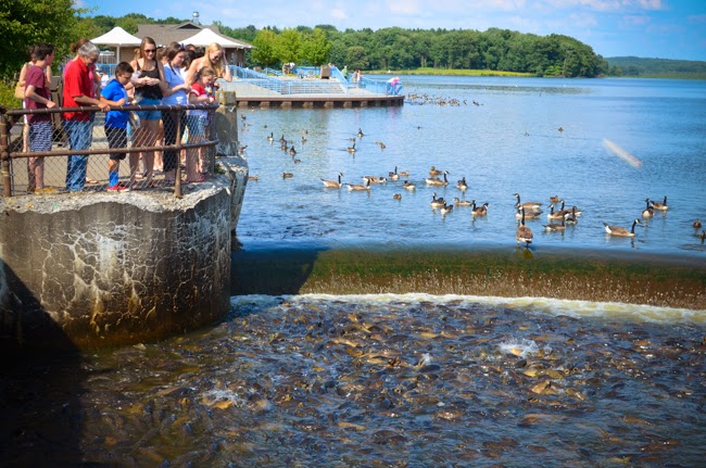 Summer at the Lake: The Pymatuning Spillway in Linesville