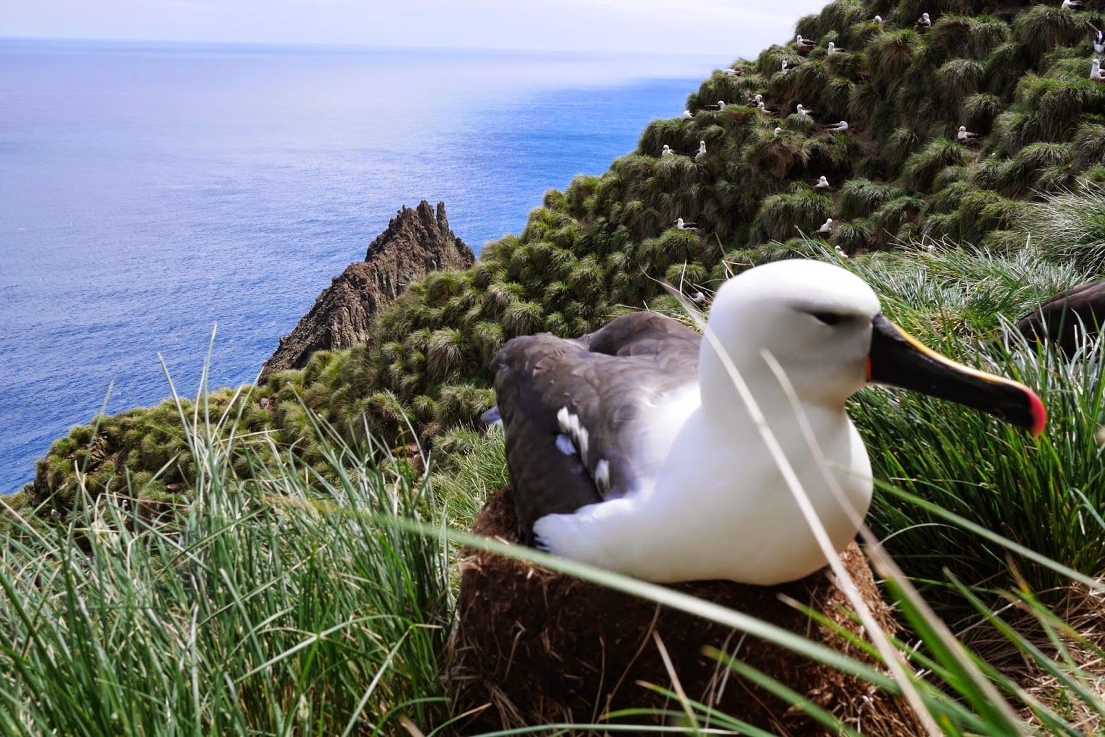 Blog officiel du district des îles Saint-Paul et Amsterdam - TAAF: Les ...