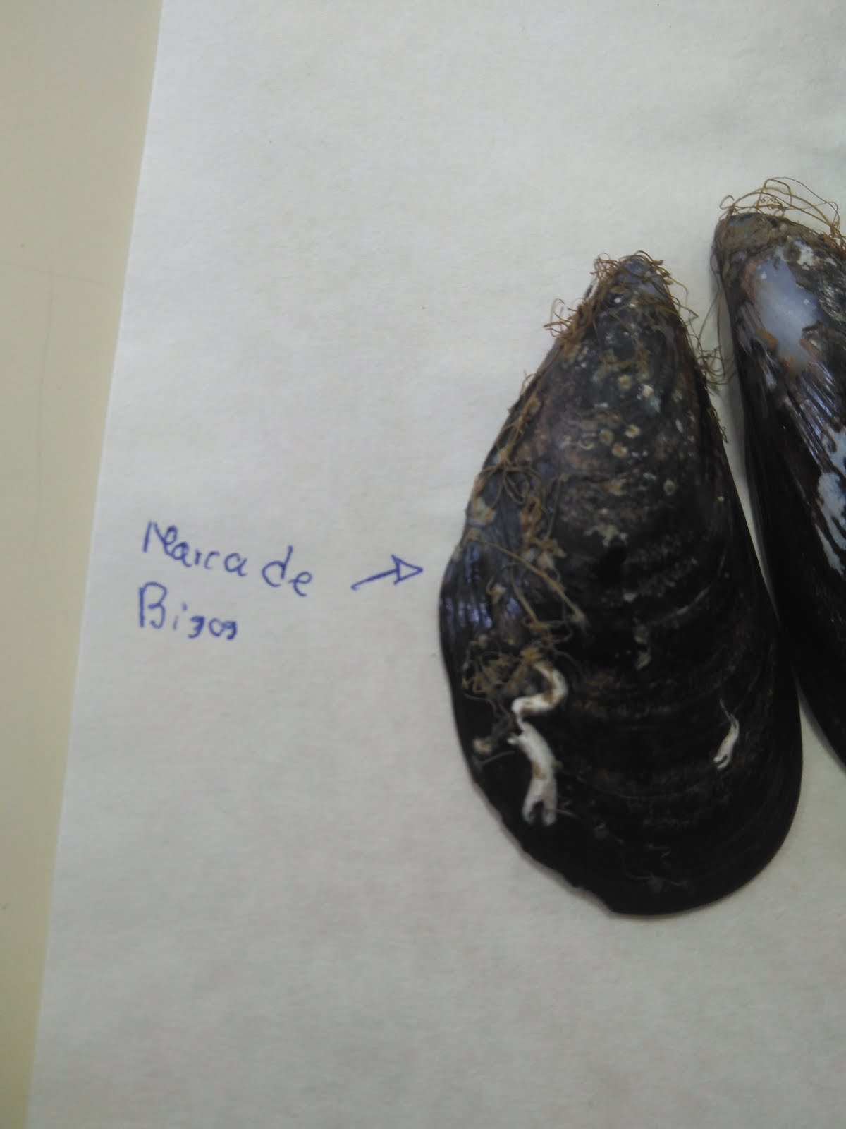 Biología y Anatomía 1BACH: Disección de mejillón