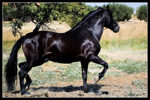 hipica: EL CAVALL: Evolució dels cavalls i raçes