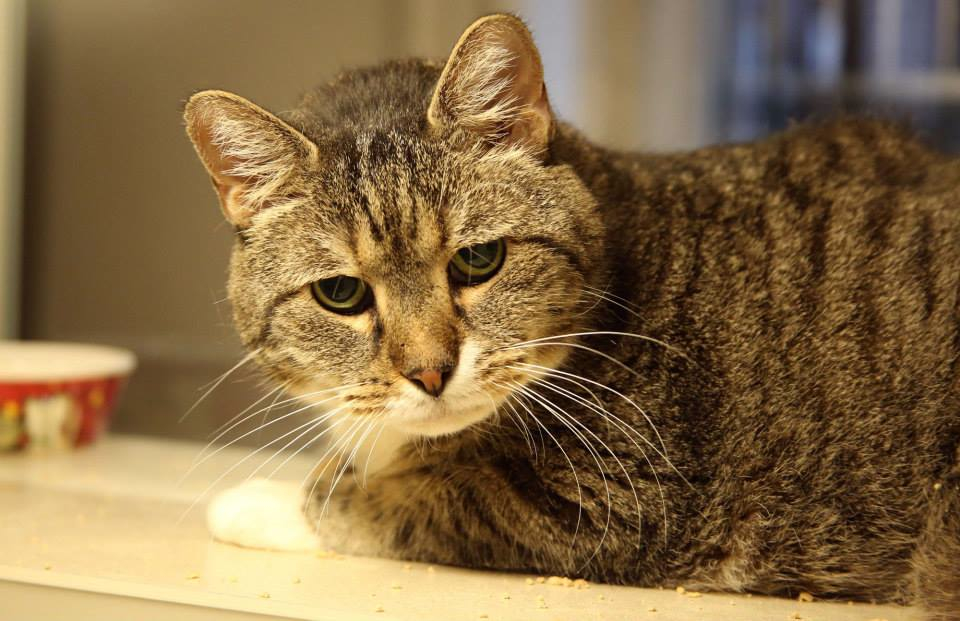 Insights into Veterinary Endocrinology: Radioiodine-Induced Bone Marrow ...