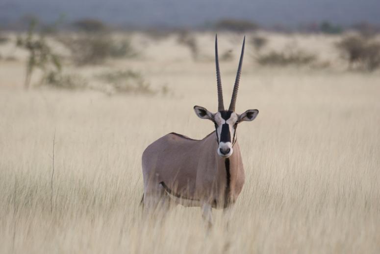 Living Rootless: Ethiopia: Leaving Harar, Friday