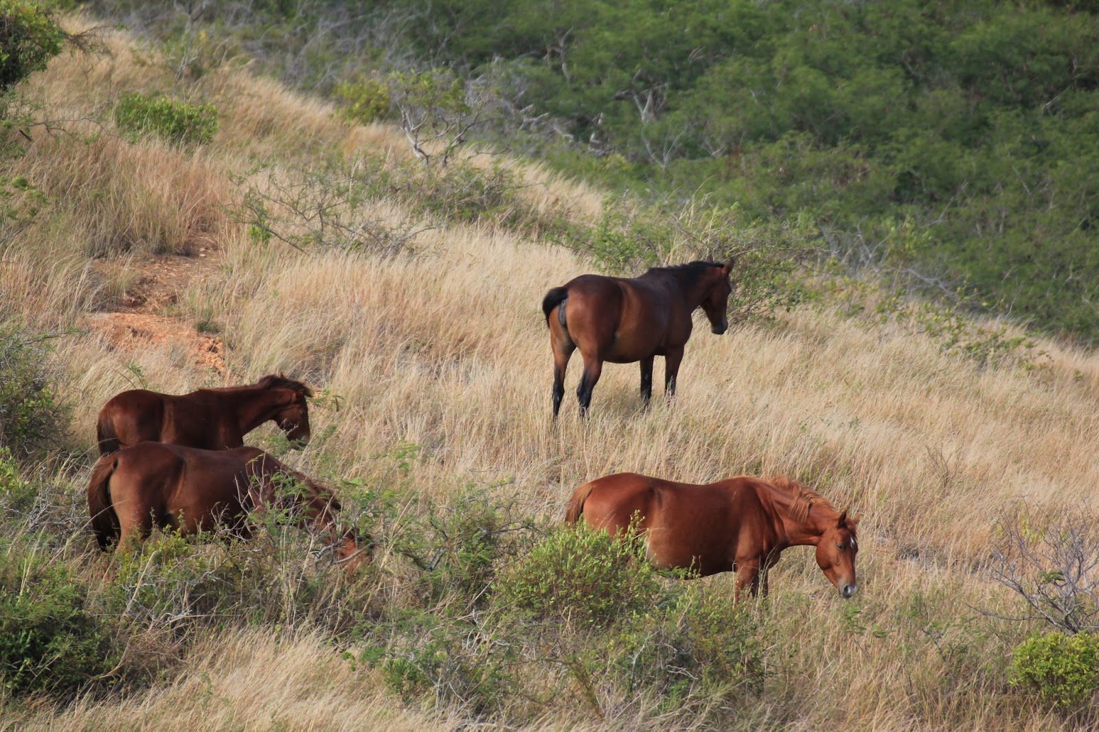 Voyage en Nouvelle Calédonie: Poum Poum Poum