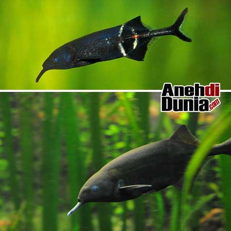 Hewan Dengan Sengatan Listrik Mematikan - Berita Aneh dan Unik Terbaru