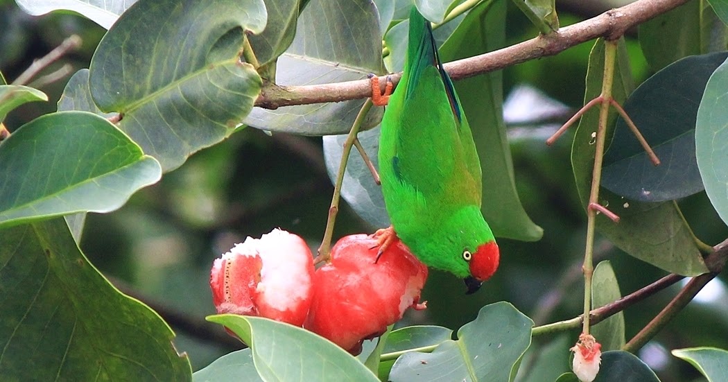 Pesona Alam dan Satwa Liar: Serindit Sulawesi / Celebes hanging-parrot
