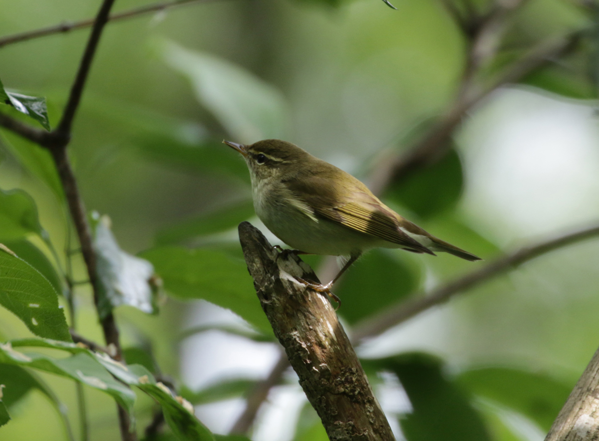 BIRDING - Kyoto, Kansai and Japan: Kamchatka Leaf Warbler