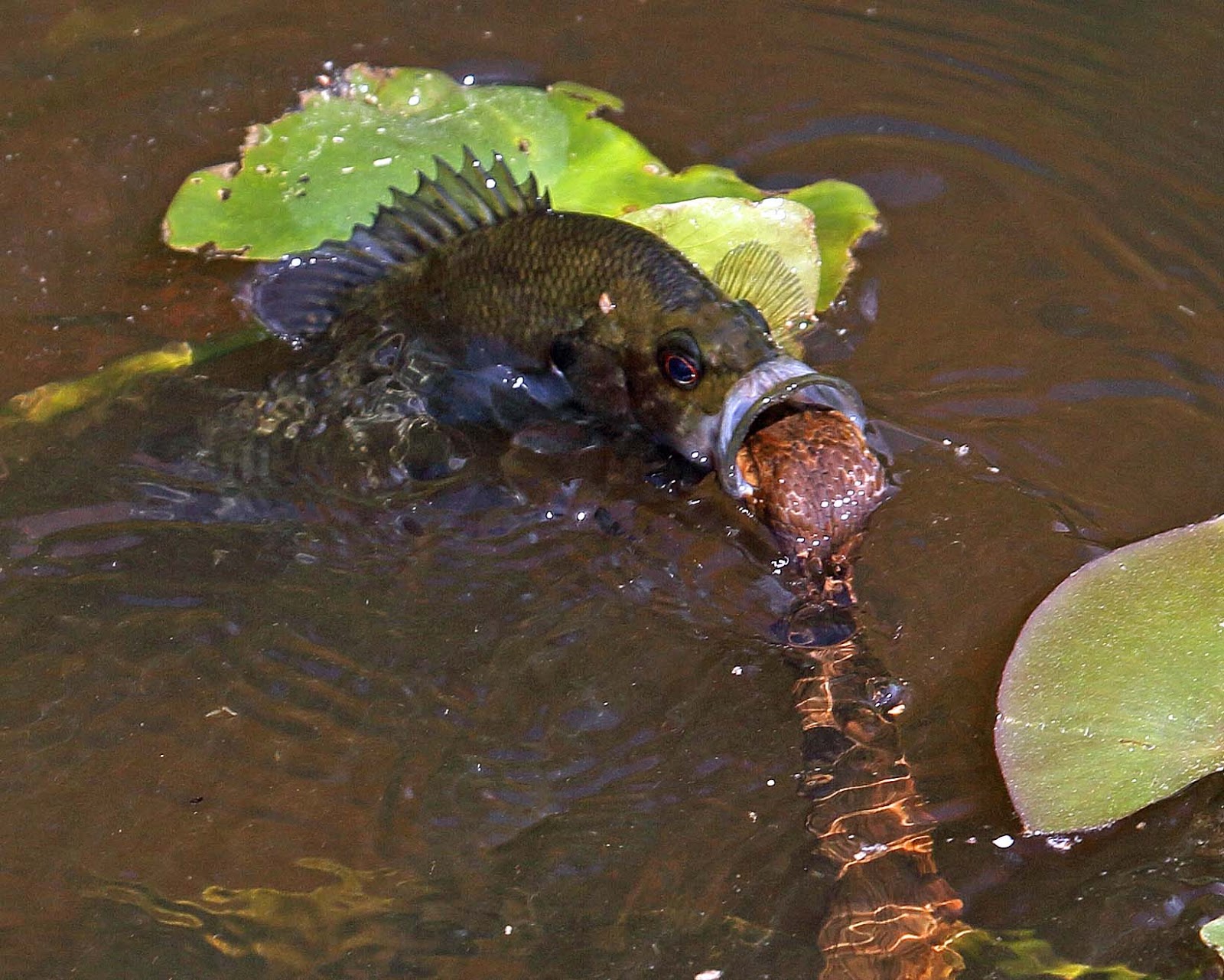 How Do Snakes Catch Fish at Patrick Ruppert blog