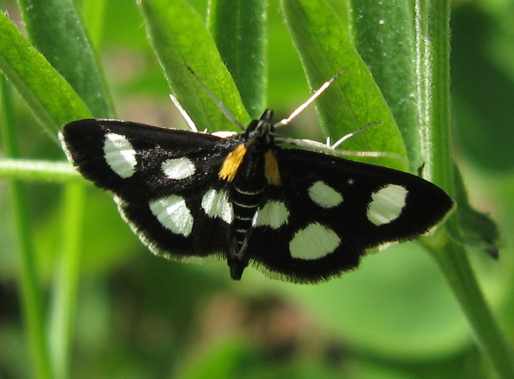 Tangled Web: An Eclipse of Moths