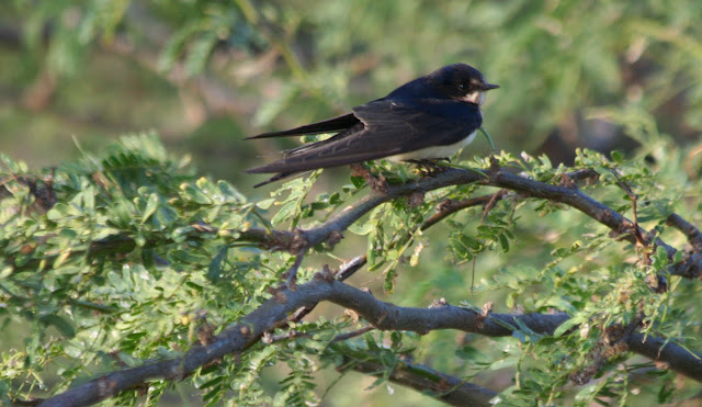 Room Without Walls: Long Journeys Begin with the First Whup.