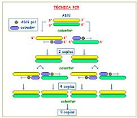 BIOLOGOCALENTANO: 4.4 REPLICACIÓN IN VITRO DEL ADN (PCR)