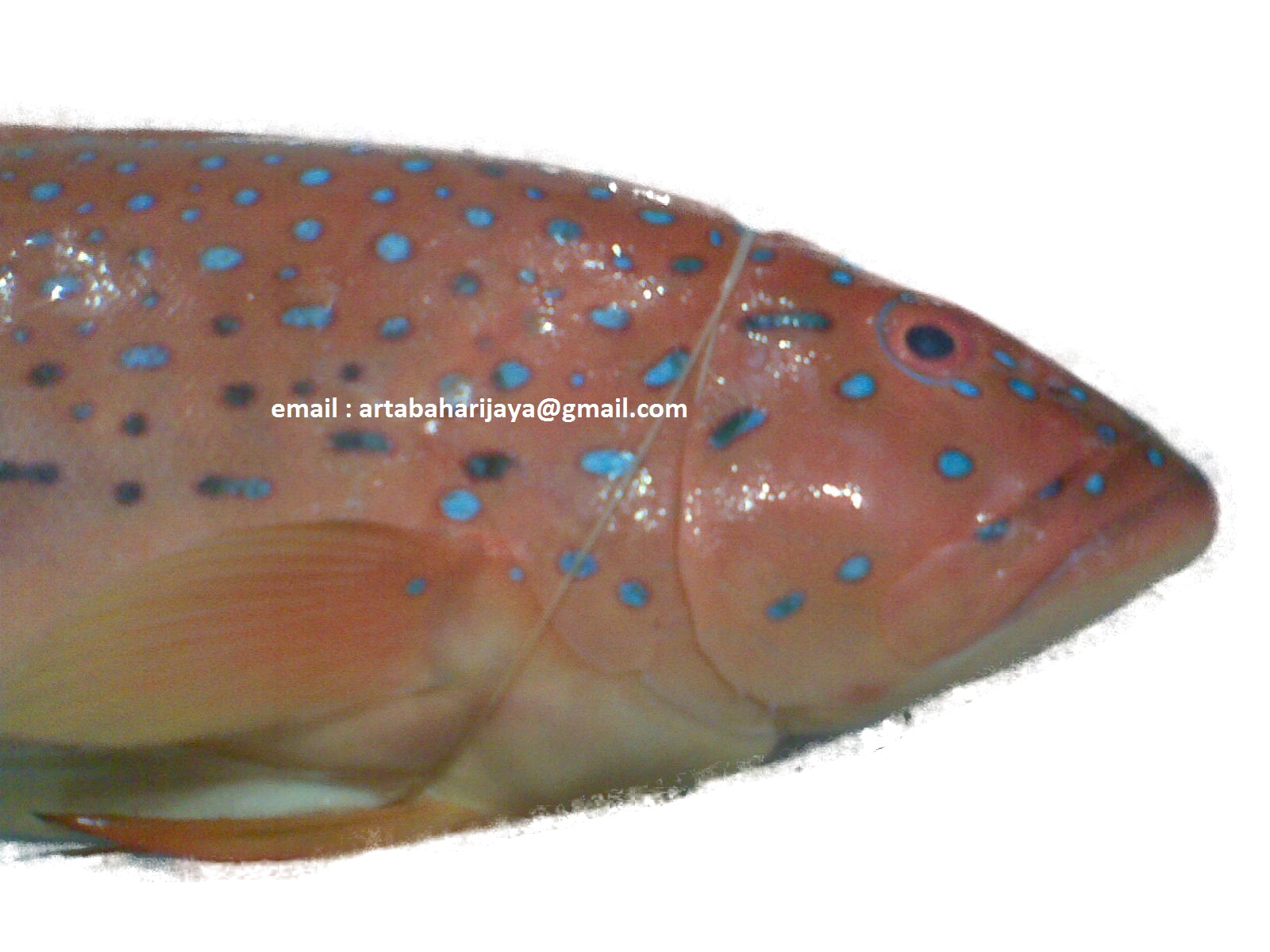 IKAN EXPOR: BELI IKAN SUNU BONE