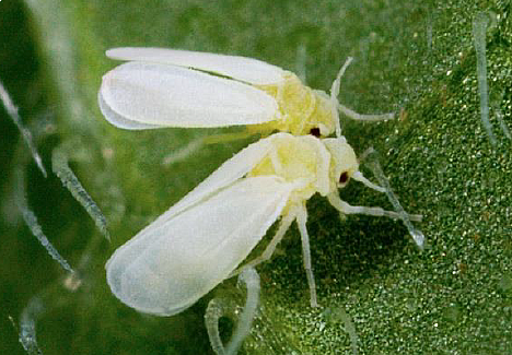 Kilimo cha Bamia - Sehemu ya Tatu (Growing Okra - Part Three)