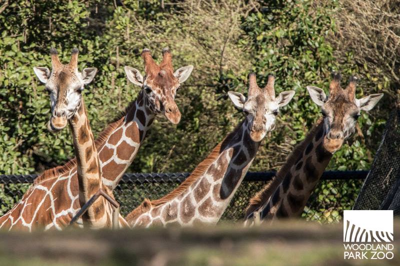 Bon voyage, Misawa! The lovable “grumpy face” giraffe departs zoo in ...