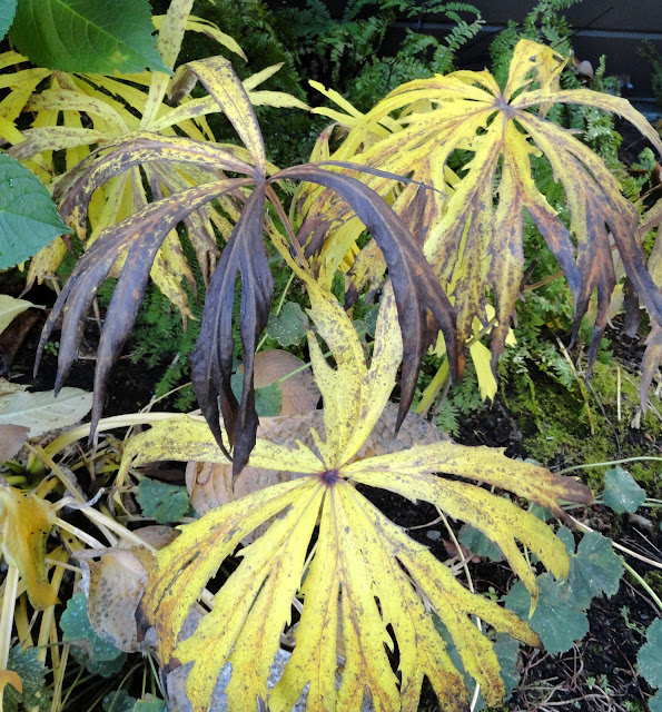 danger garden: Big leaves, no color