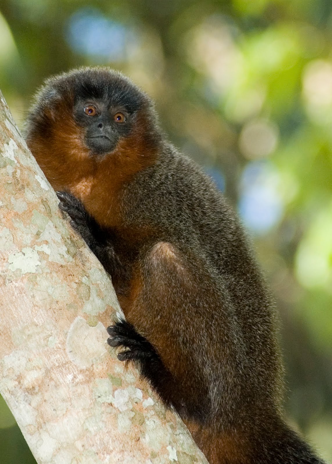 Variety of Life: Pitheciidae