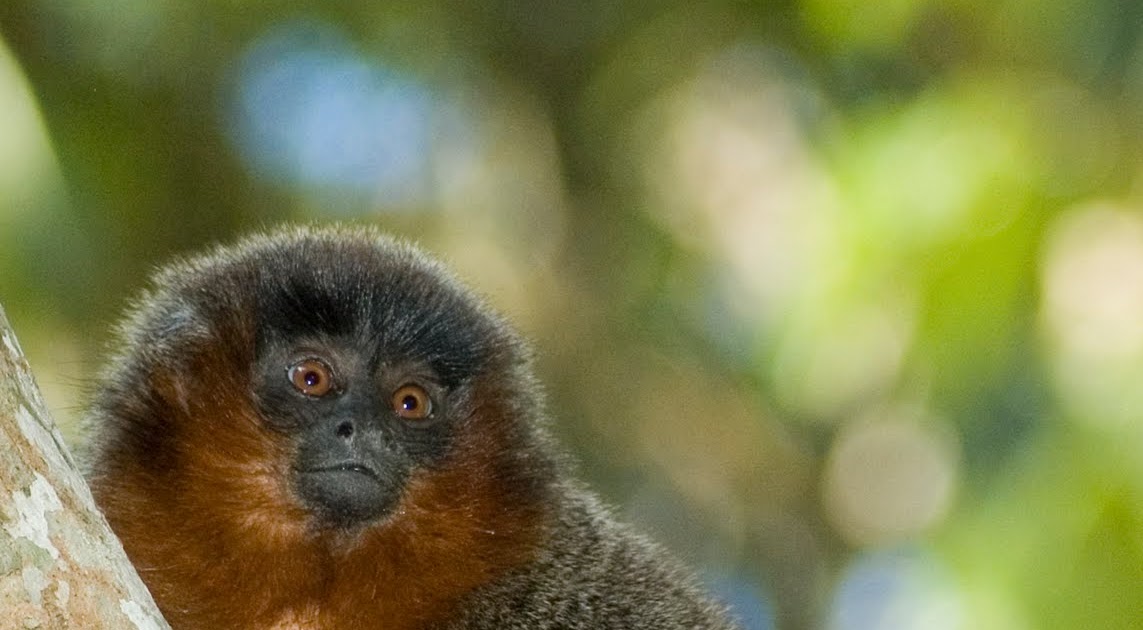 Variety of Life: Pitheciidae