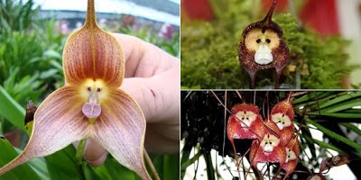 6 Most Unique And Strange Orchids In The World Due To Resemble ...