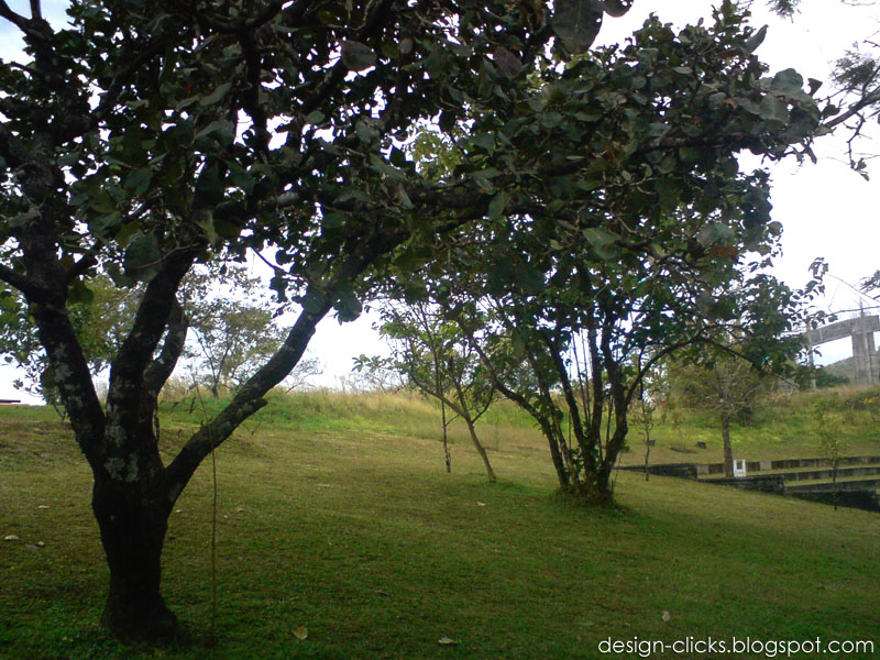 A day at Green Berg resort, Kulamavu, Idukki | Shai blogs!