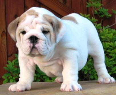Cute&Cool Pets 4U: Bulldog Puppies Pictures