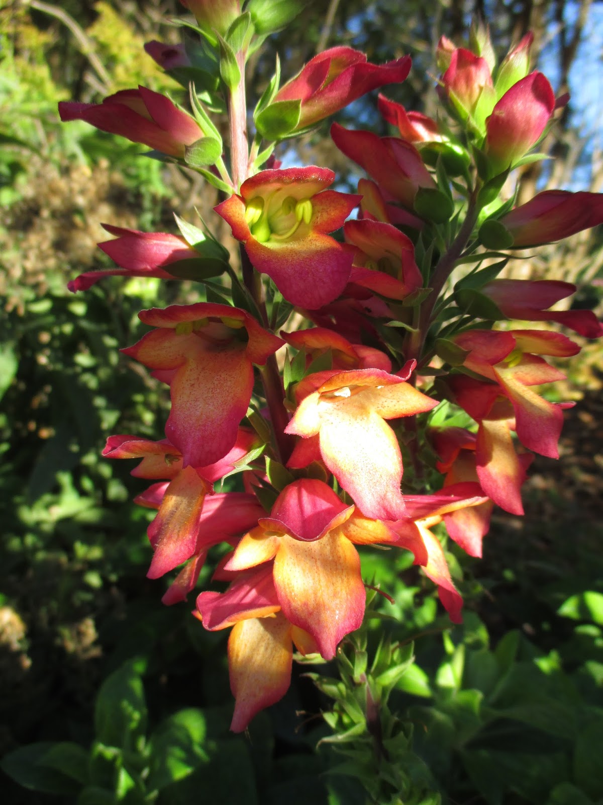 Rotary Botanical Gardens - Hort Blog: What is a Digiplexis?