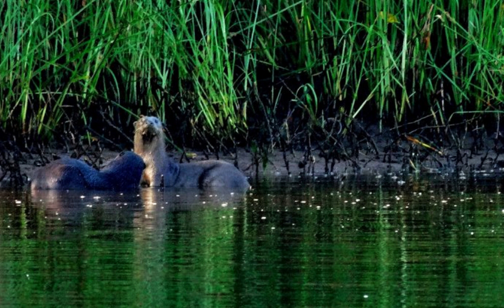 Crocodile safari at Maldoli backwater,Maharashtra,India | Travel life ...