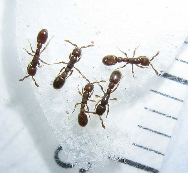 Photos and Info on Ants and Termites of Malaysia: Cerapachys biroi