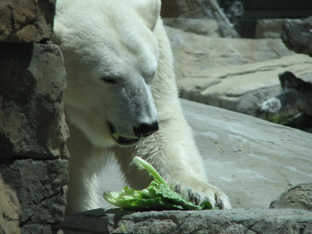 Doug's photo site: San Diego Zoo: Polar Bear feeding time