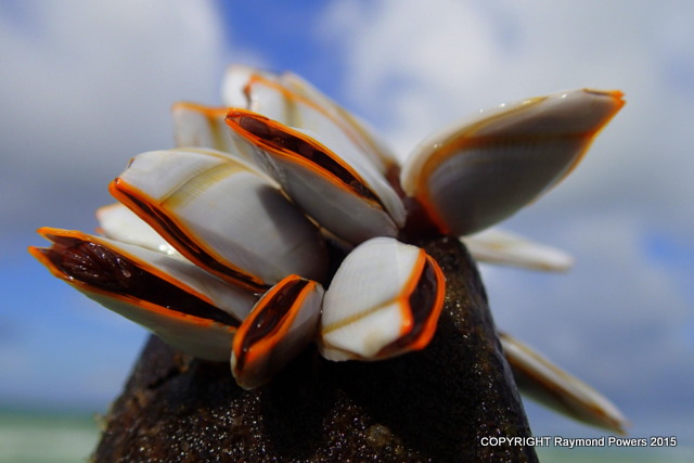 PURE FLORIDA: Nautical Wheelers... Pelagic Gooseneck Barnacles