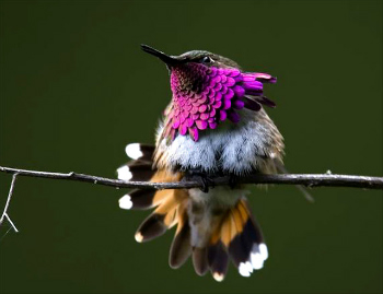 Aves en El Salvador: COLIBRÍES