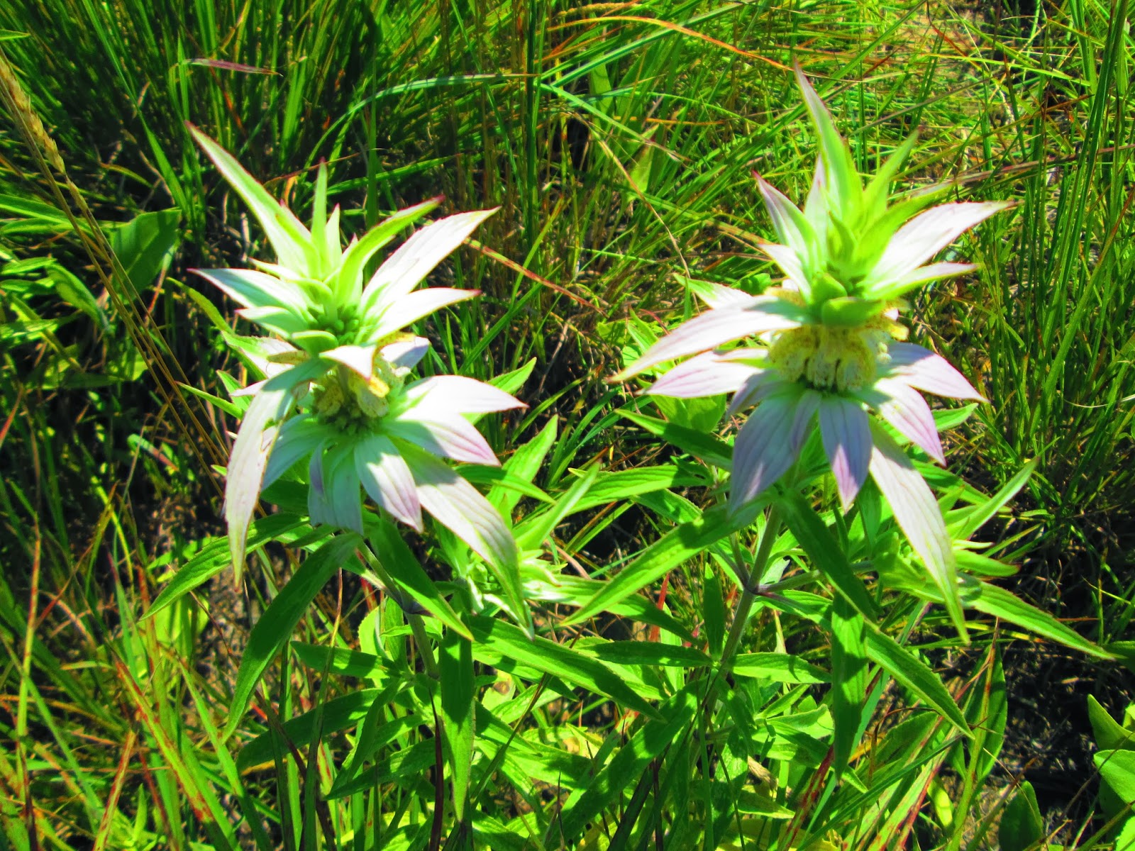 Creation Essences: Spotted Bee Balm (Monarda punctata)