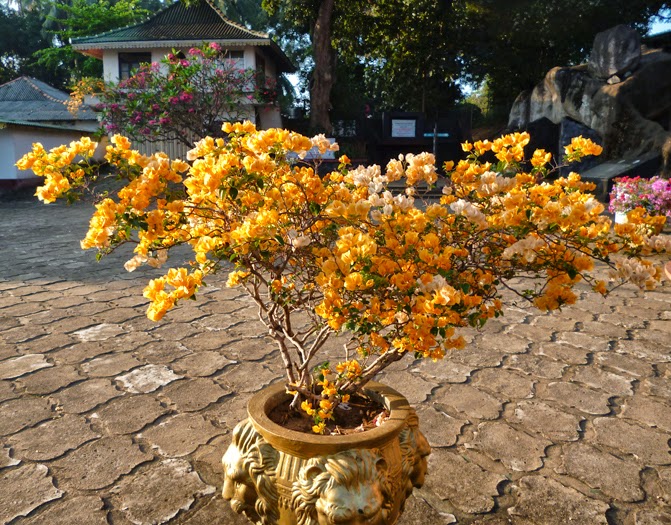 Bougainvillea -Boganvilla flowers | SL Flora