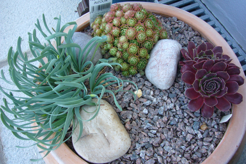 Spiky obsession: Alpine planters updates