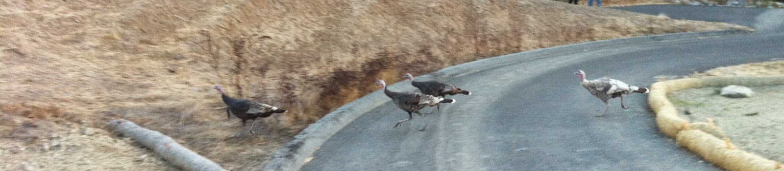 J and A's Excellent Adventure: Excellent walk in the Bay Area: Sabercat ...