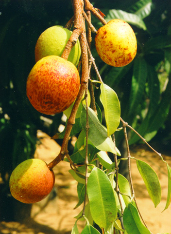 Mangaba - Hancornia speciosa